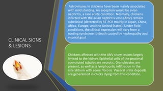 Avian astrovirus | PDF