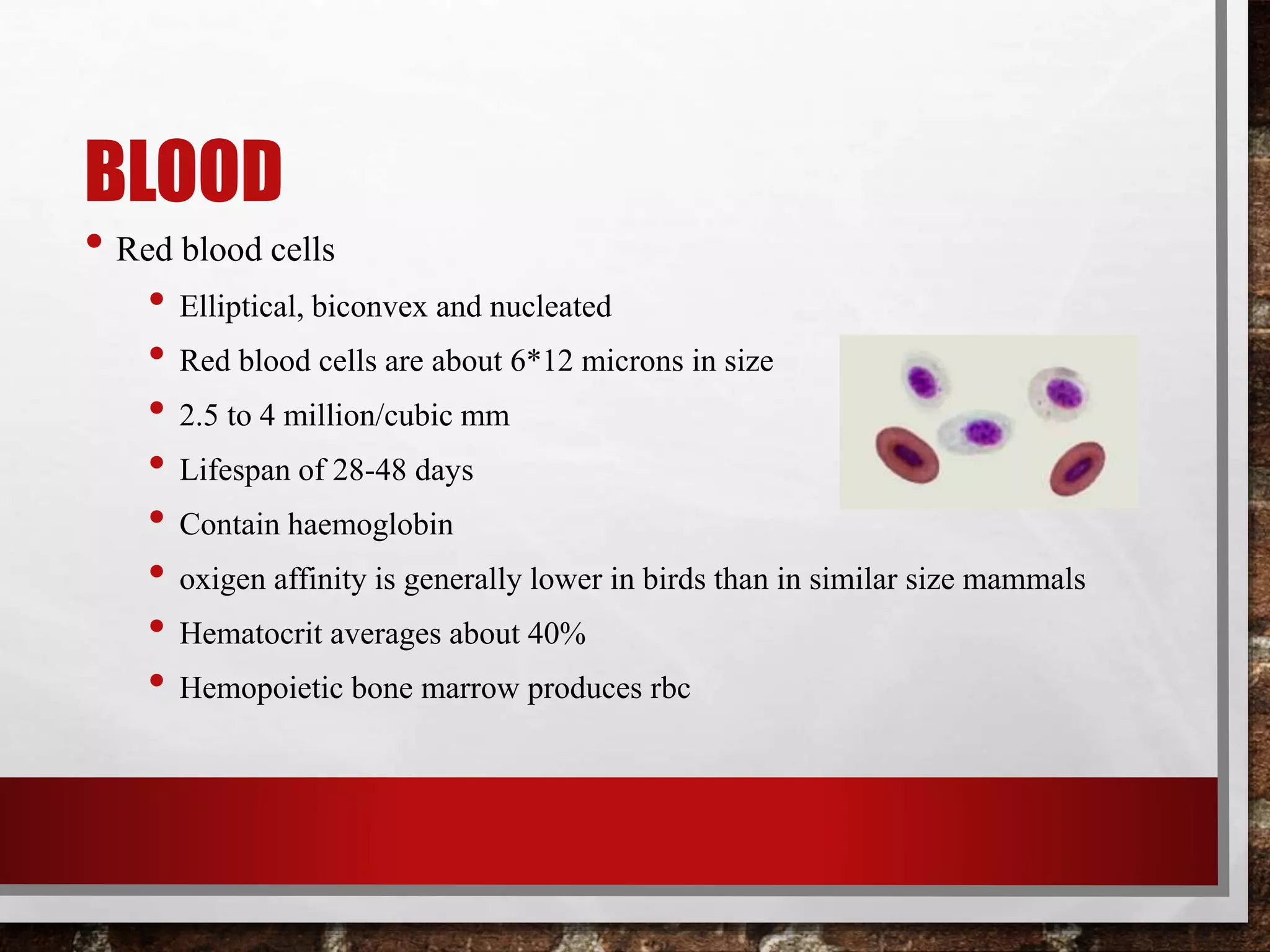 Avian circulatory system | PPTX