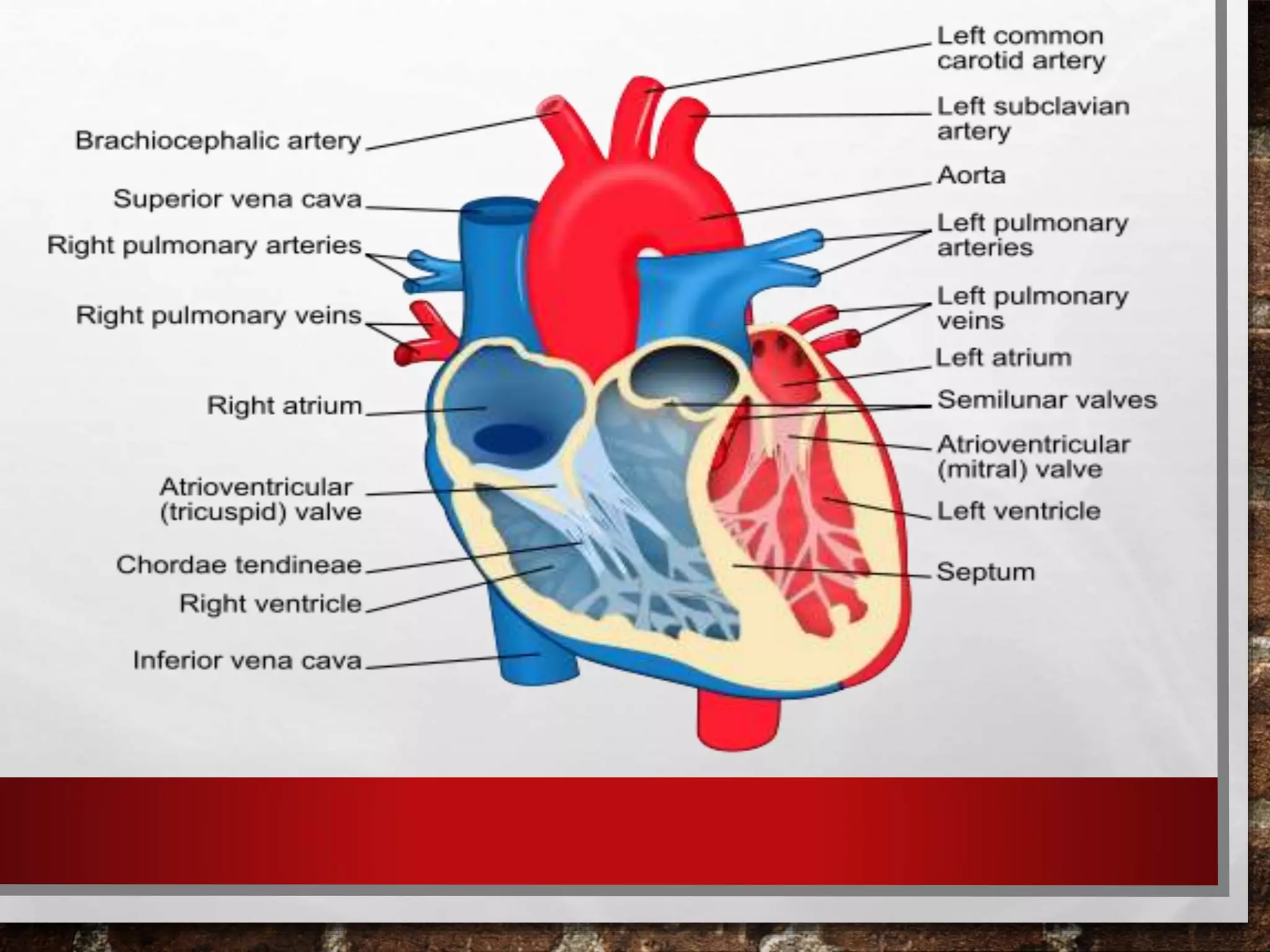 Avian circulatory system | PPTX