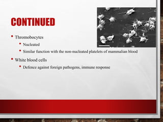 Avian circulatory system | PPTX