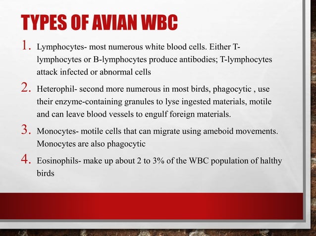 Avian circulatory system | PPTX | Heart and Cardiovascular Diseases ...