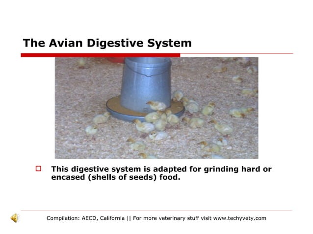 Avian digestion | PPS | Birds | Pets