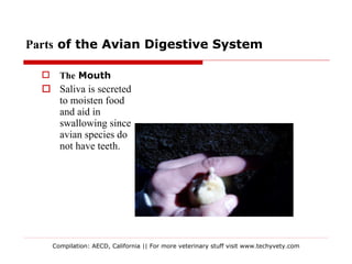 Avian digestion | PPS