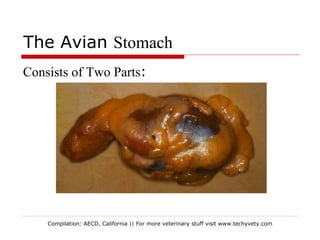 Avian digestion | PPS