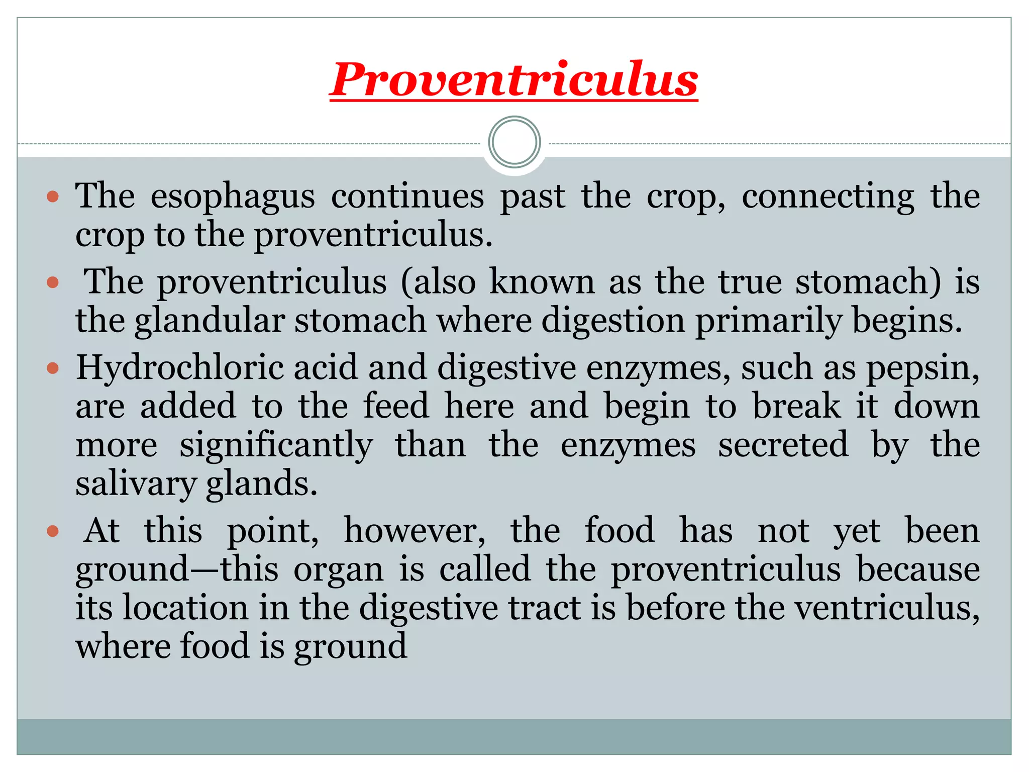 Avian digestive system | PPTX