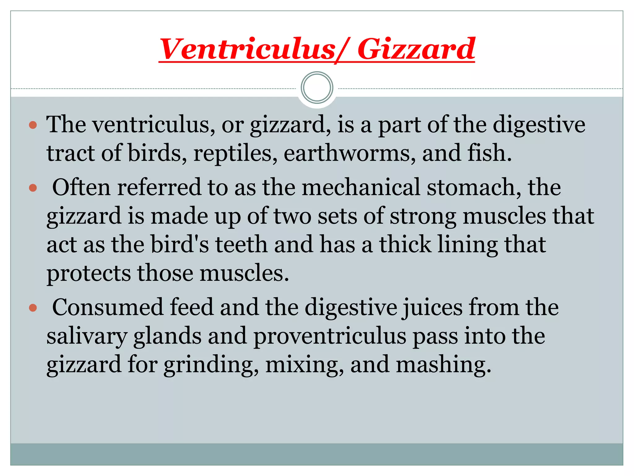 Avian digestive system | PPTX