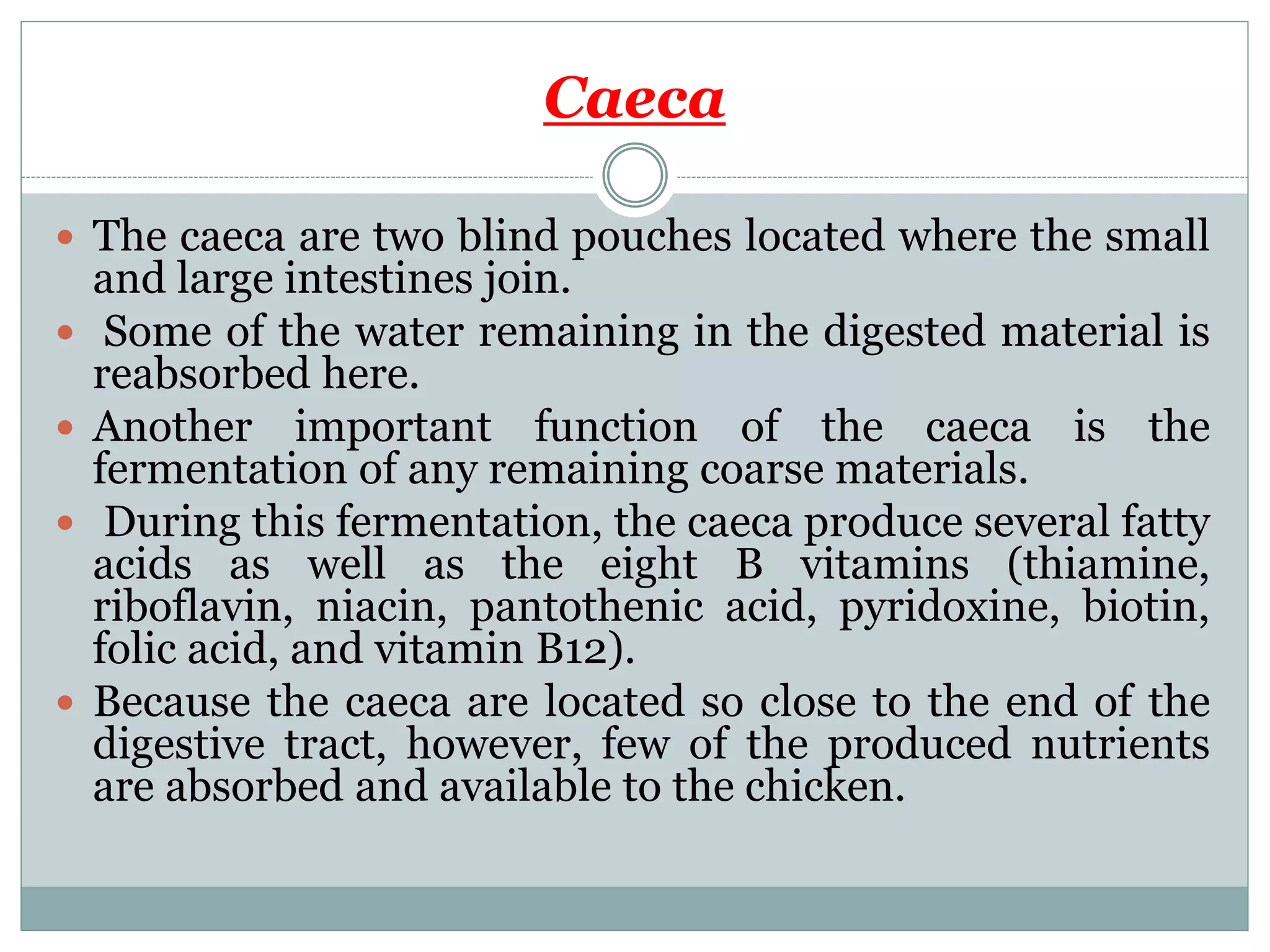 Avian digestive system | PPTX