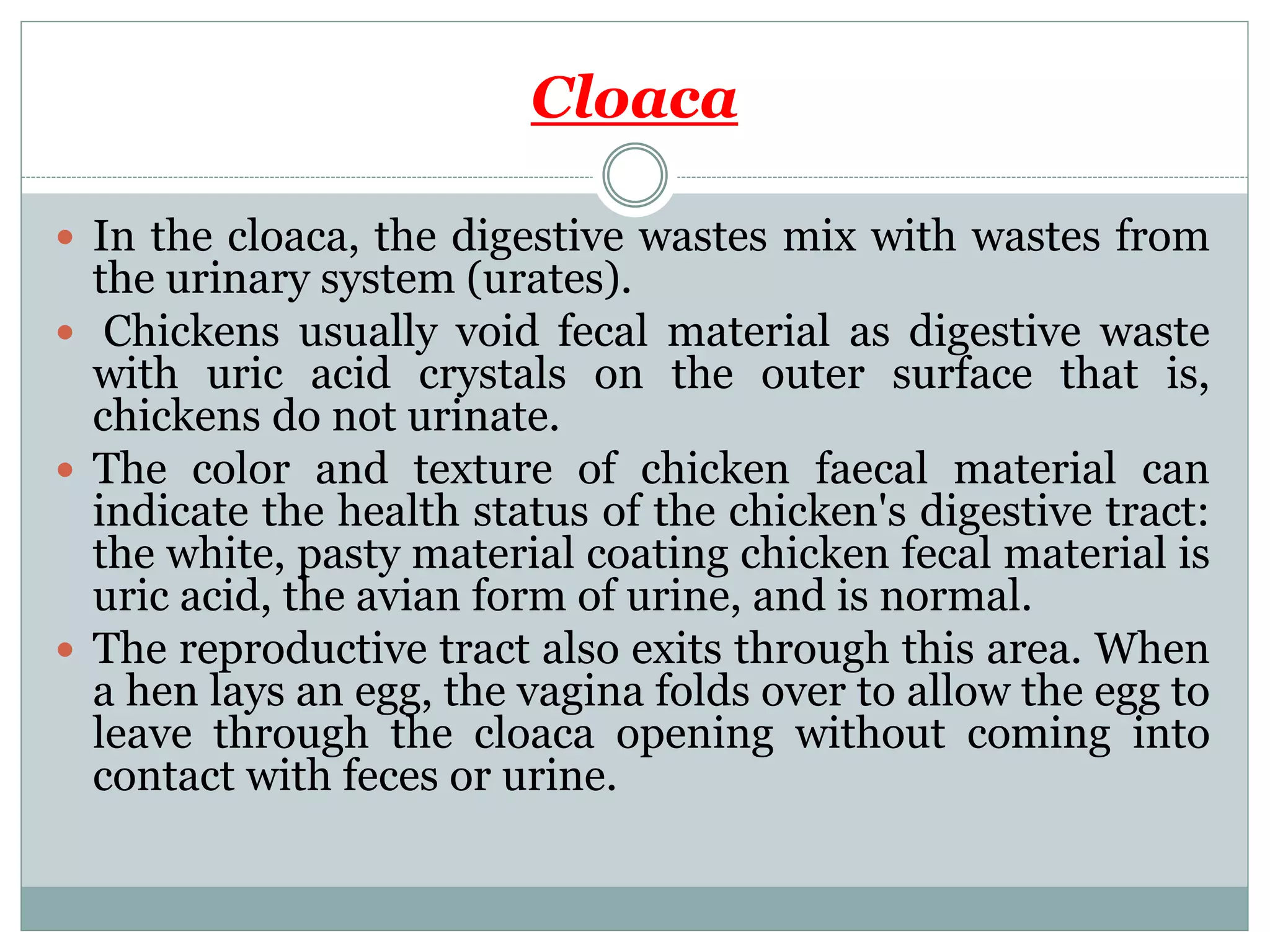 Avian digestive system | PPTX