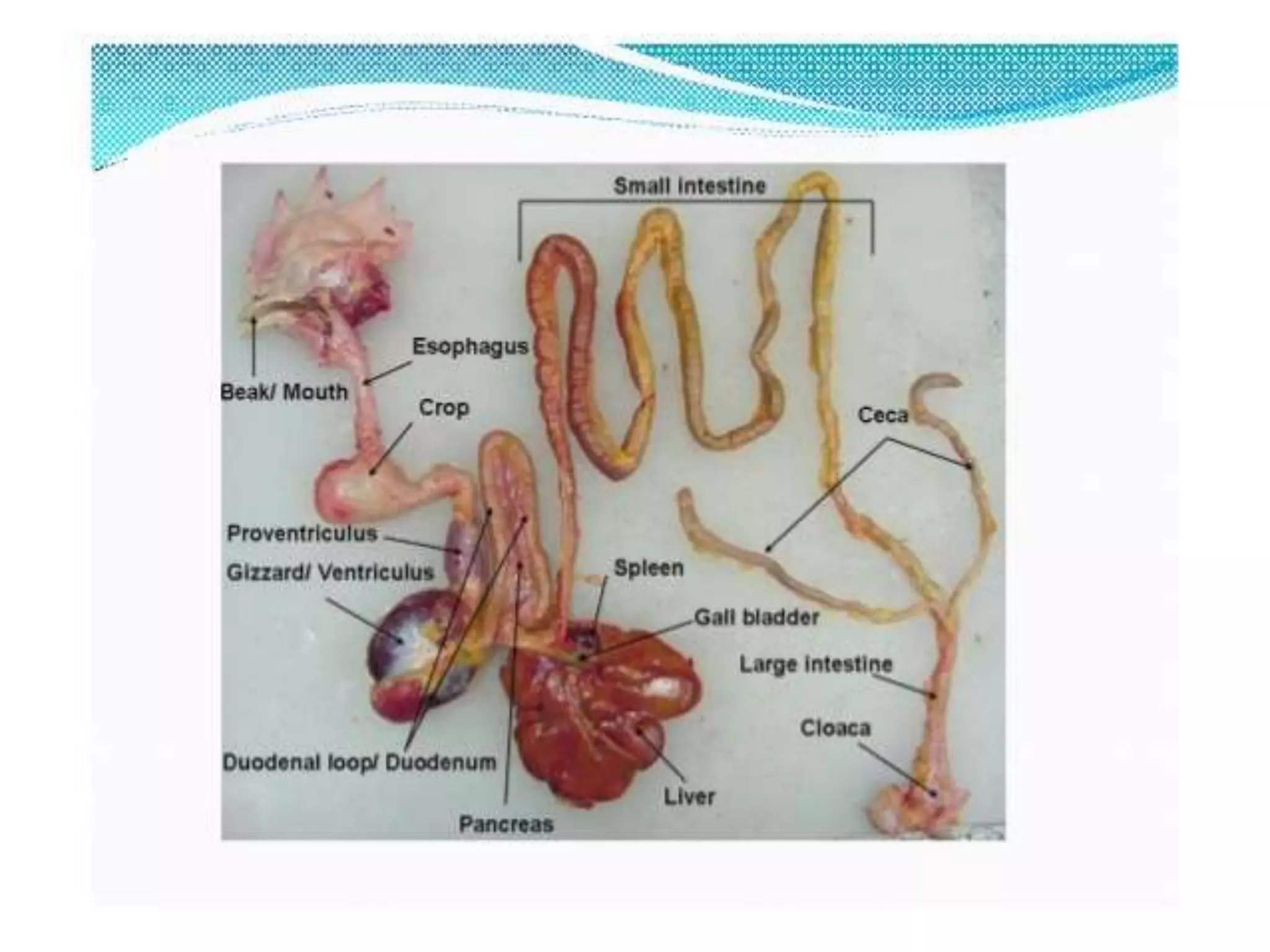 Avian digestive system | PPTX