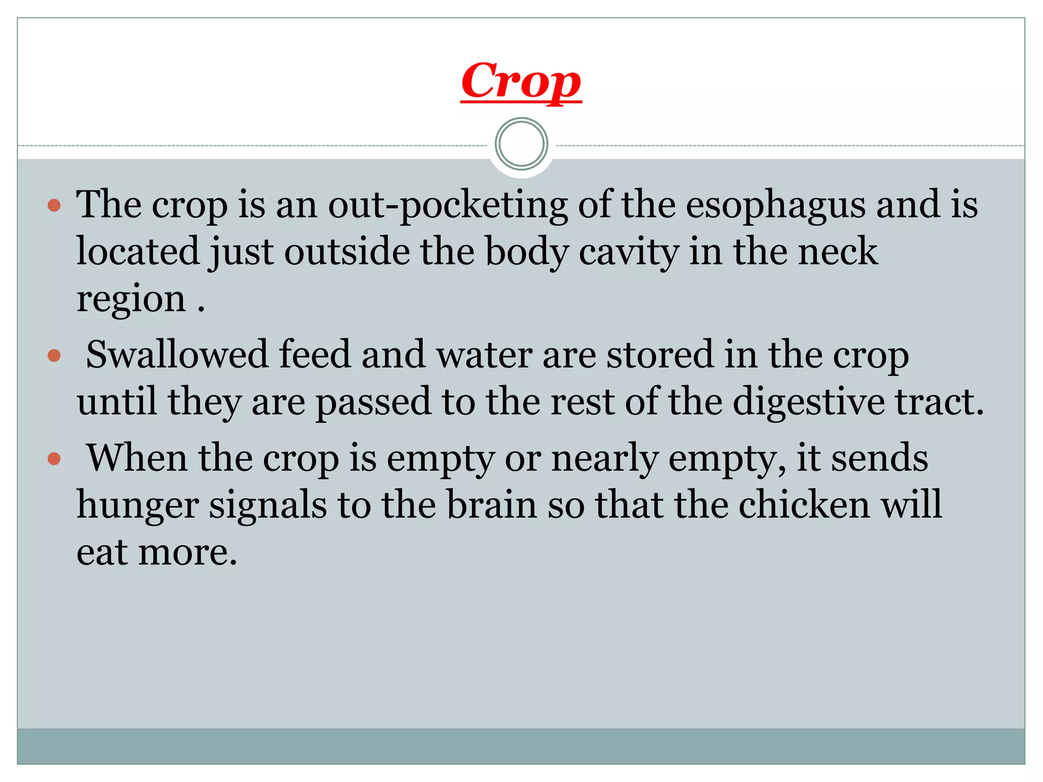 Avian digestive system | PPTX