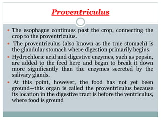 Avian digestive system | PPTX