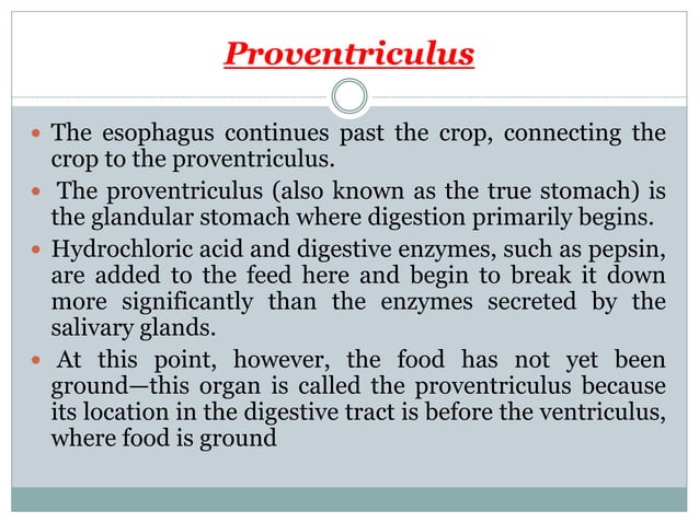 Avian digestive system | PPTX