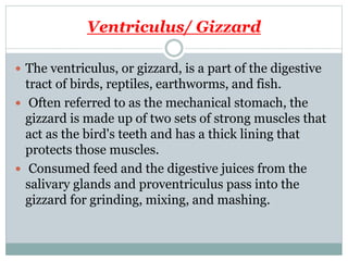 Avian digestive system | PPTX