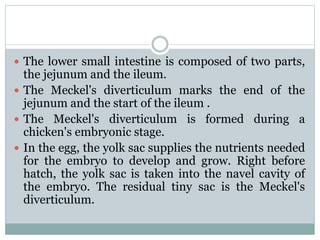 Avian digestive system | PPTX