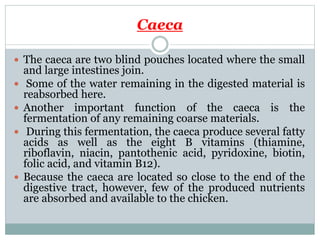 Avian digestive system | PPTX