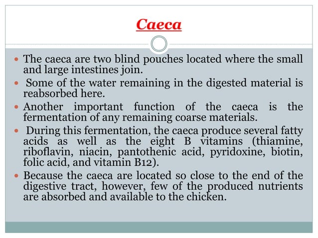 Avian digestive system | PPTX