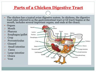 Avian digestive system | PPTX