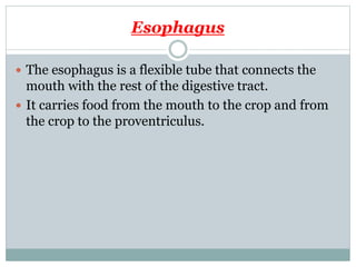 Avian digestive system | PPTX