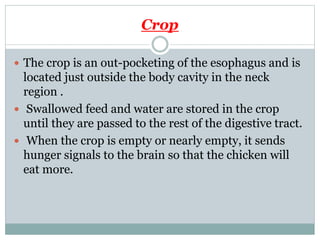 Avian digestive system | PPTX