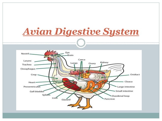 Avian digestive system