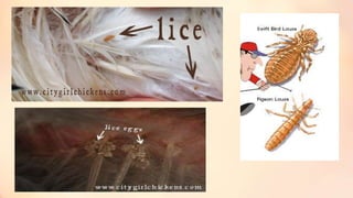 Avian ectoparasites | PPTX