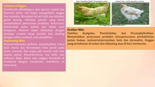 Avian ectoparasites | PPTX