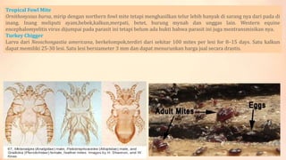 Avian ectoparasites | PPTX