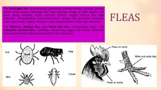 Avian ectoparasites | PPTX