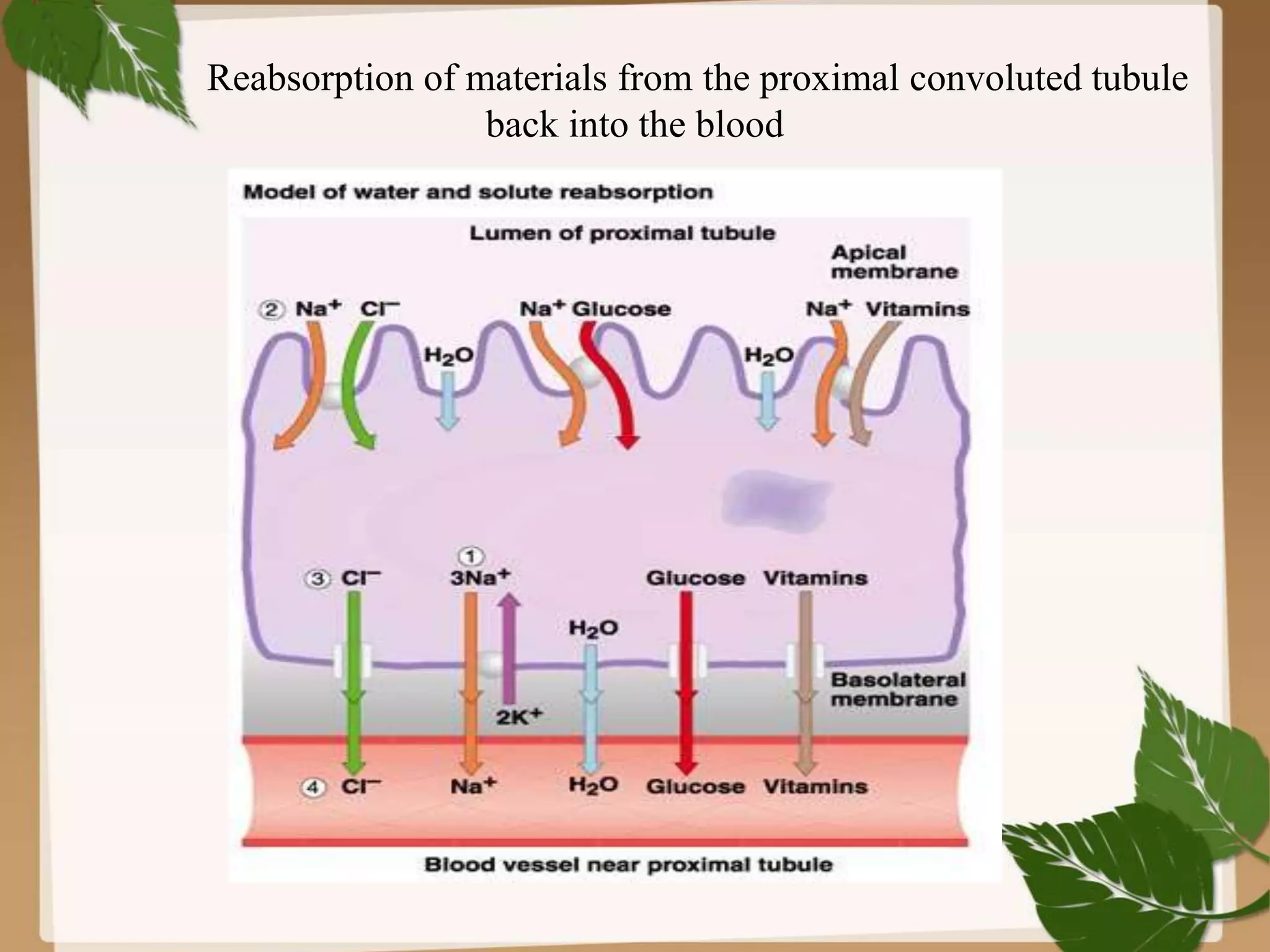 Avian excretory system | PPTX
