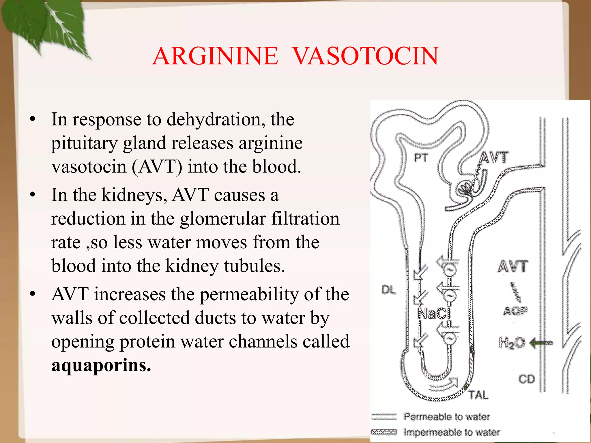 Avian excretory system | PPTX