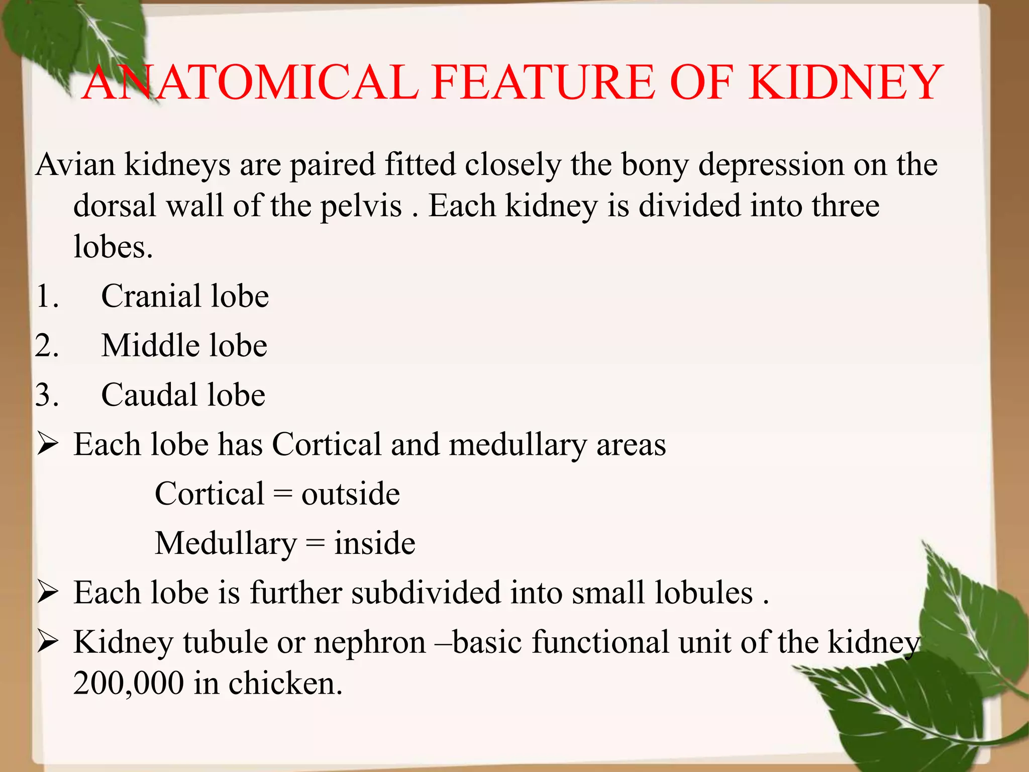 Avian excretory system | PPTX