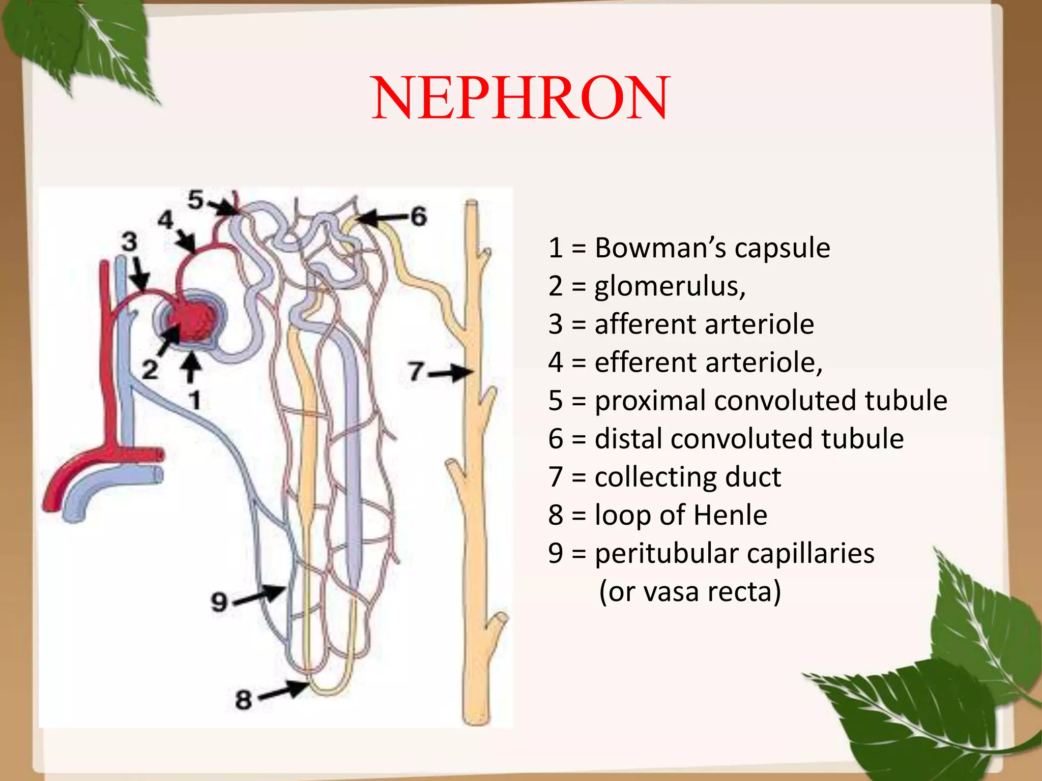 Avian excretory system | PPTX