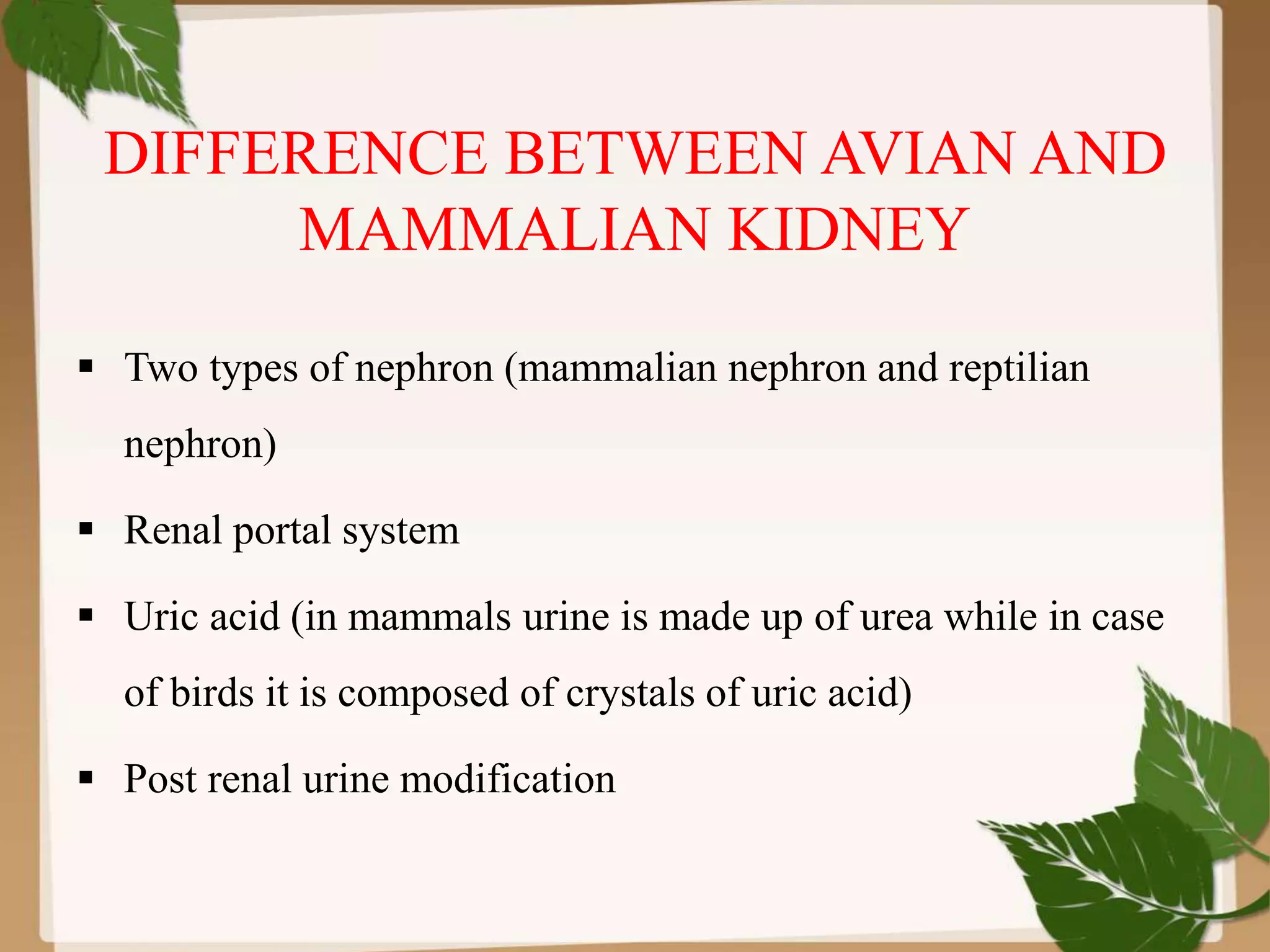Avian excretory system | PPTX