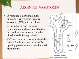 Avian excretory system | PPTX