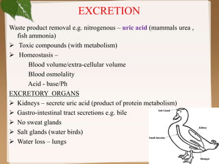 Avian excretory system | PPTX