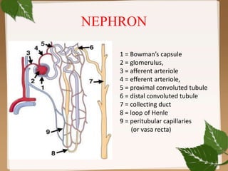 Avian excretory system | PPTX