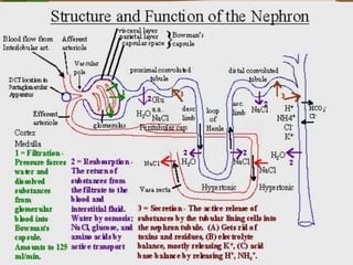 Avian excretory system | PPTX