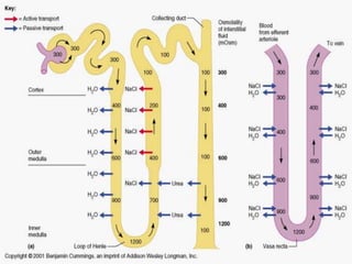 Bird Urinary System