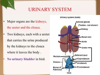 Avian excretory system | PPT