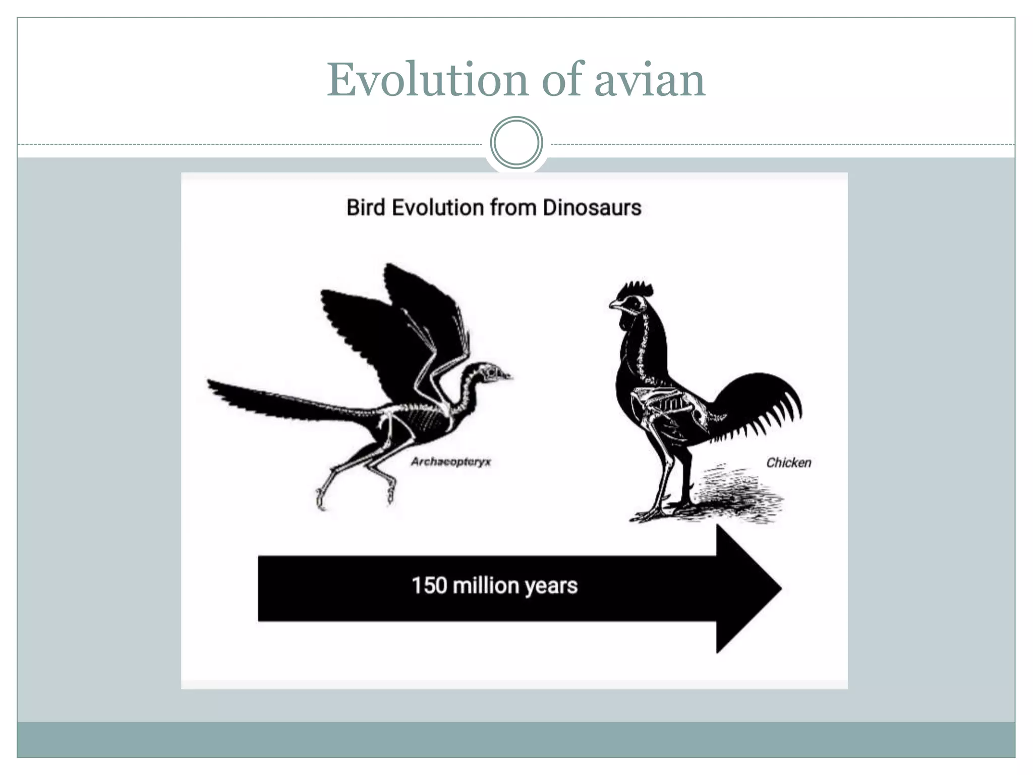 Avian fauna in paleontology geology based | PPTX
