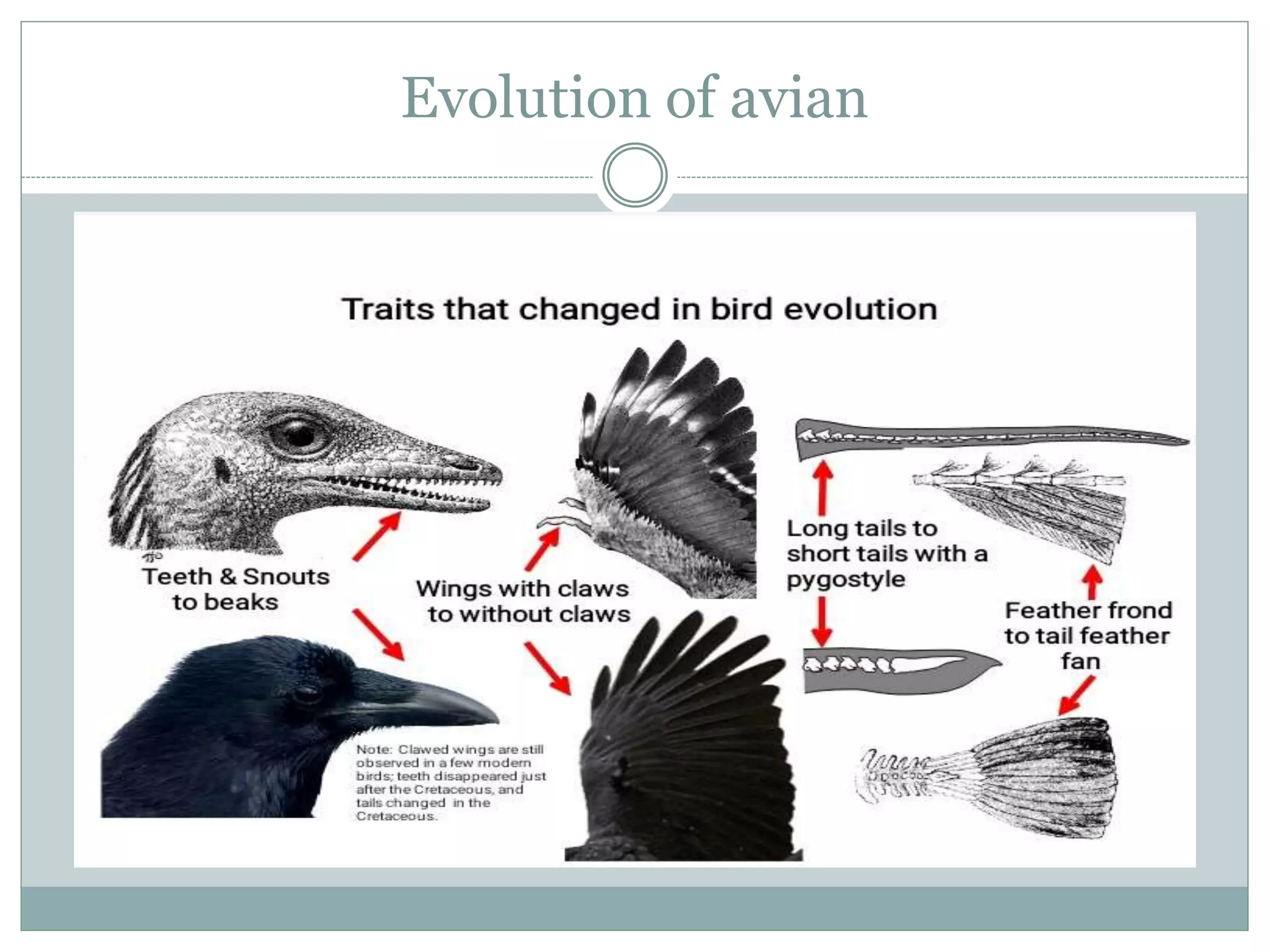 Avian fauna in paleontology geology based | PPTX