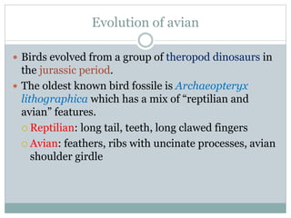 Avian fauna in paleontology geology based | PPT