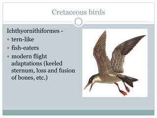 Avian fauna in paleontology geology based | PPT