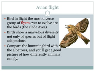 Avian fauna in paleontology geology based | PPT