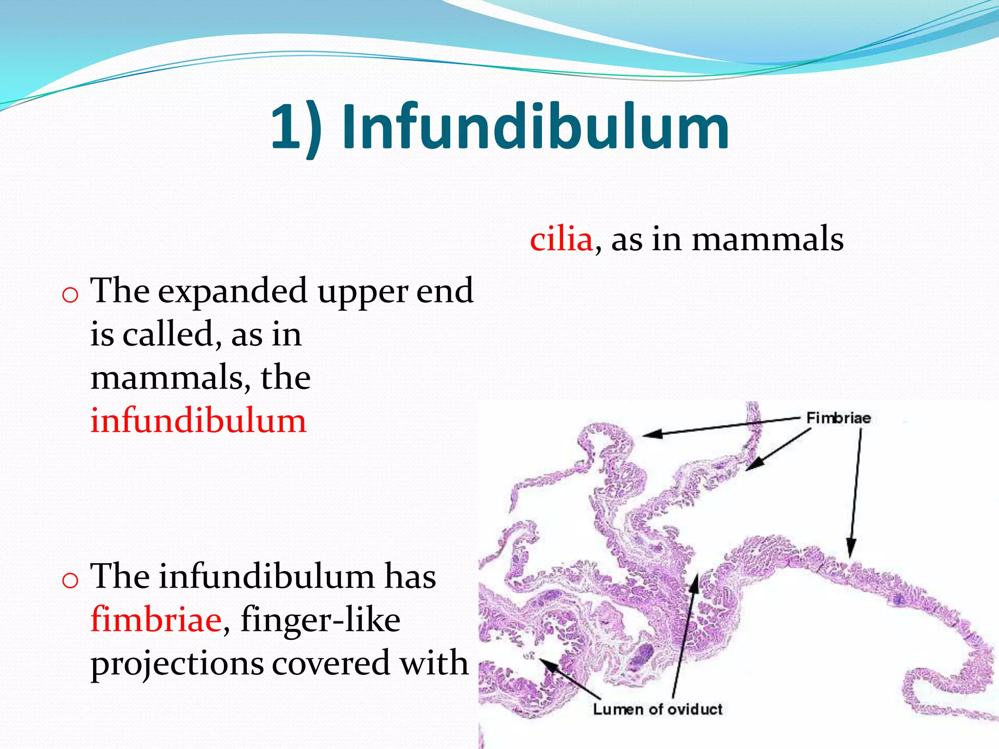 Histology of Avian female reproductive system | PPTX