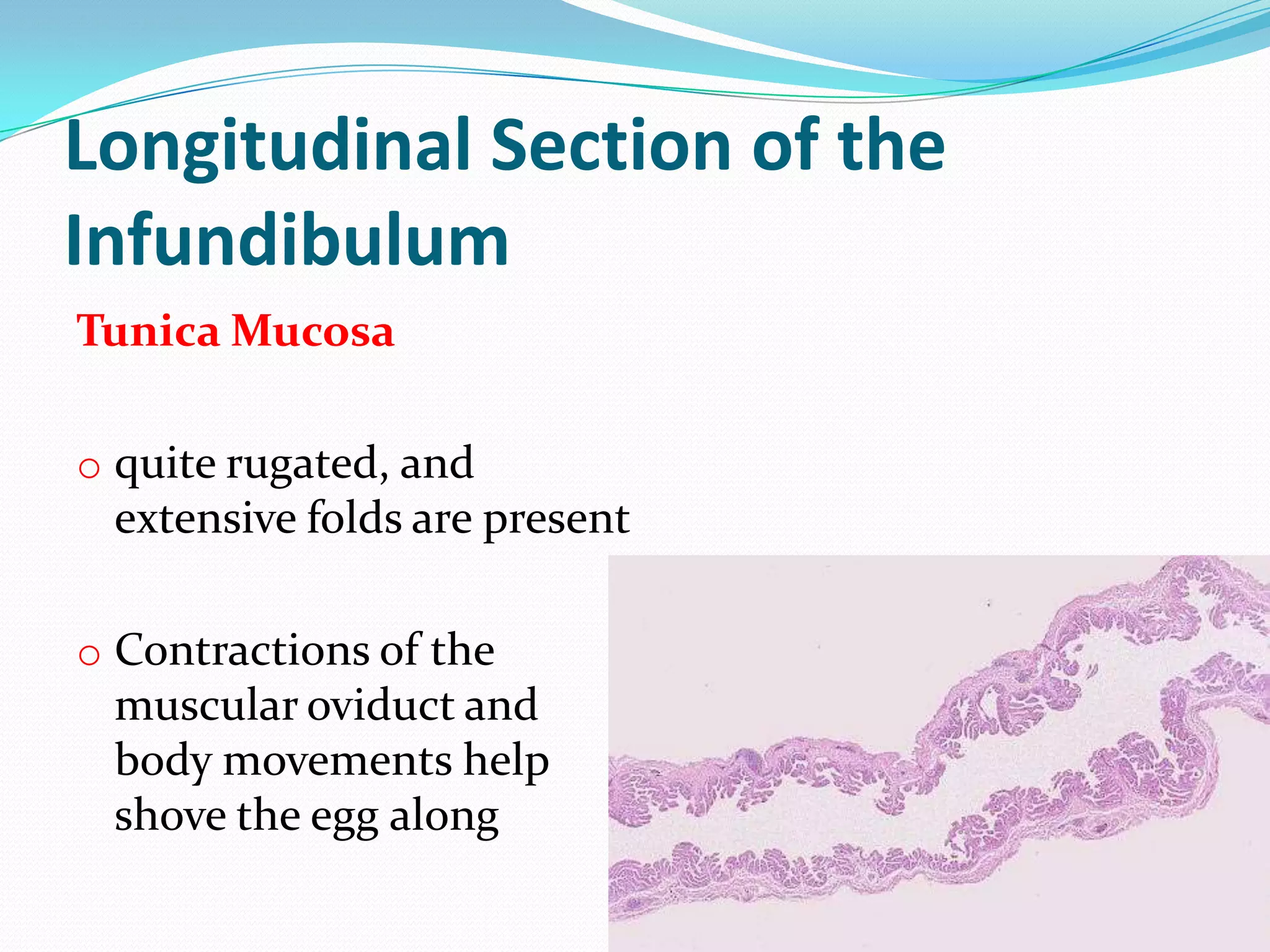Histology of Avian female reproductive system | PPTX
