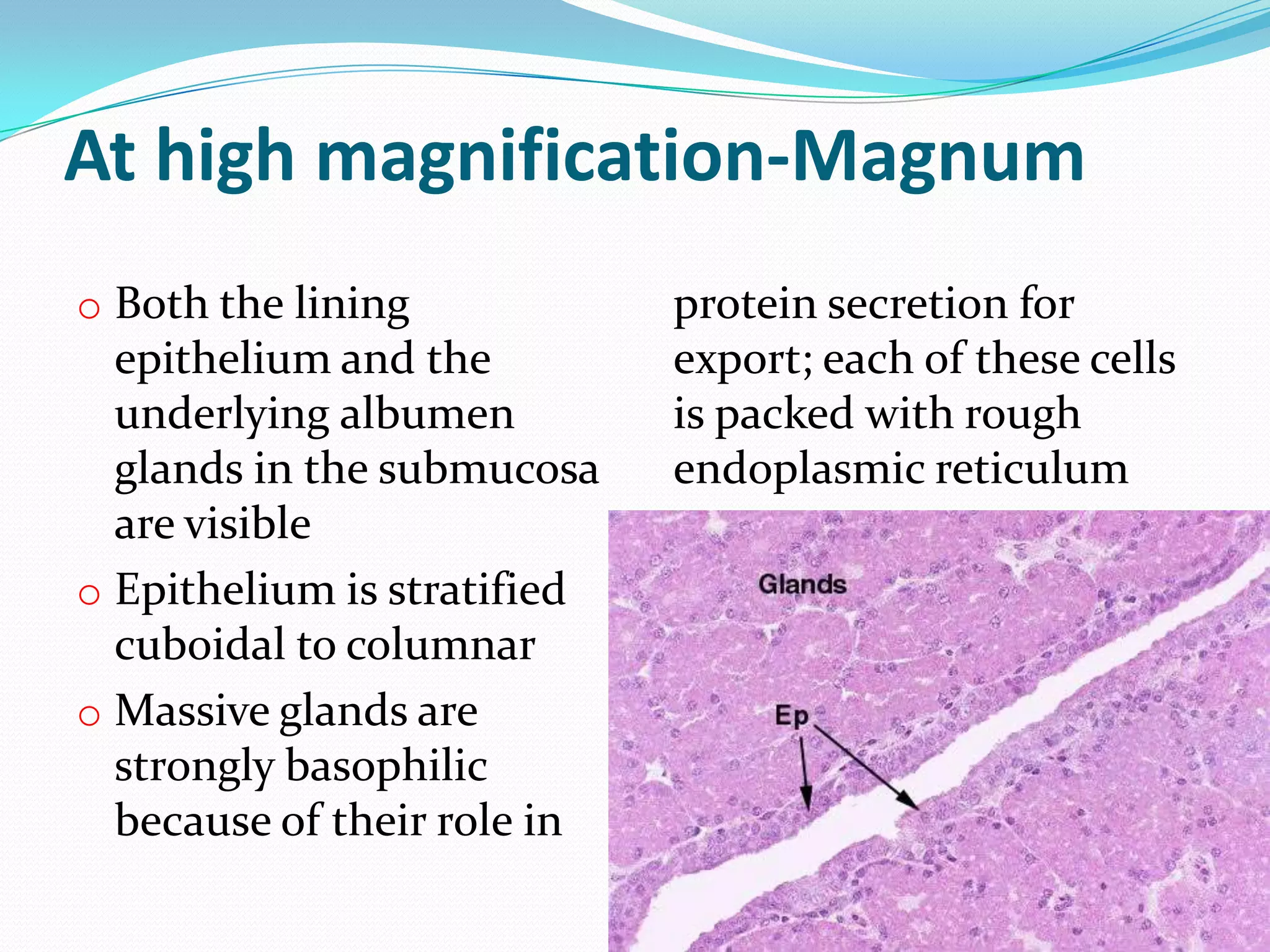 Histology of Avian female reproductive system | PPTX