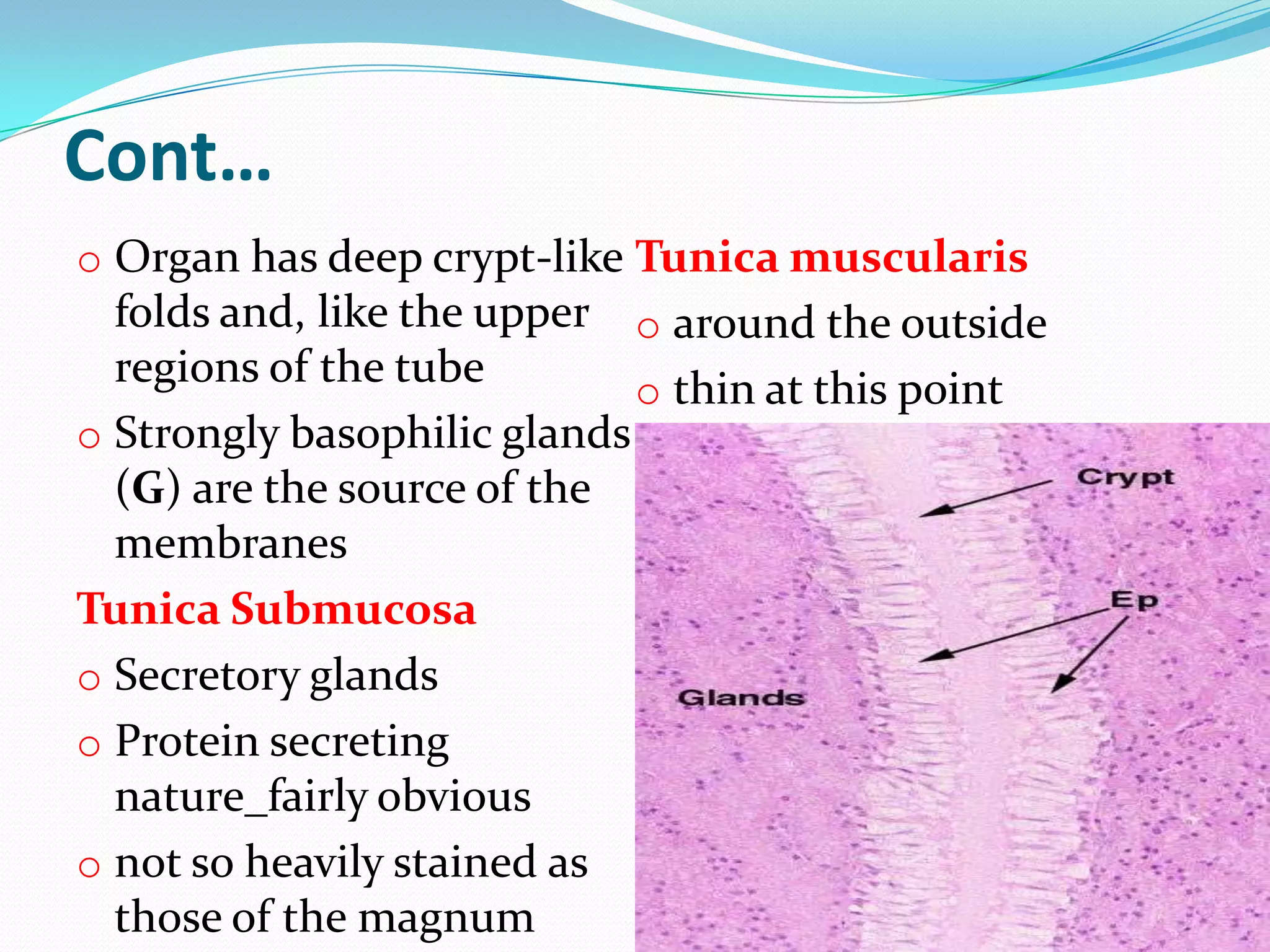 Histology of Avian female reproductive system | PPTX