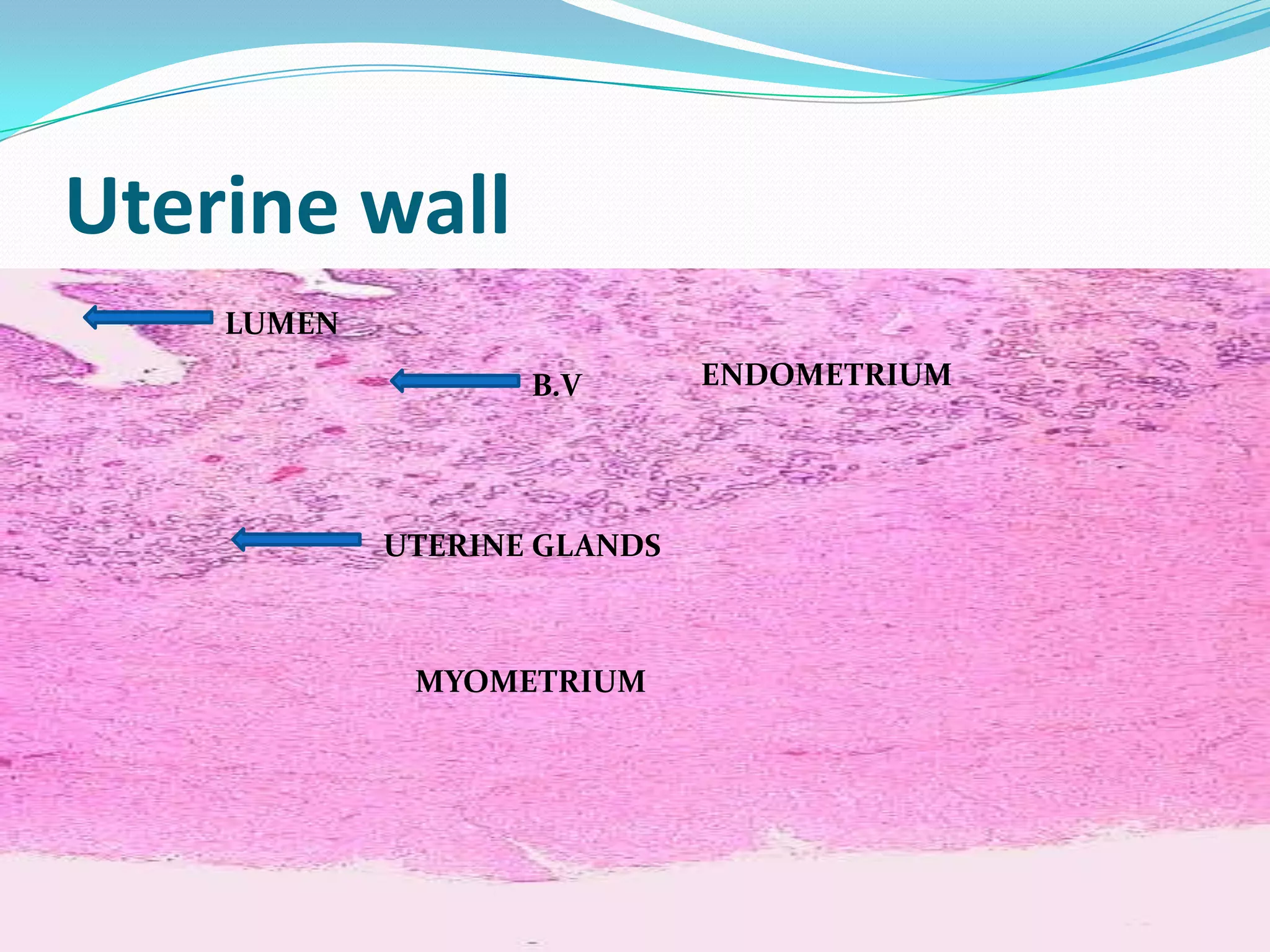 Histology of Avian female reproductive system | PPTX