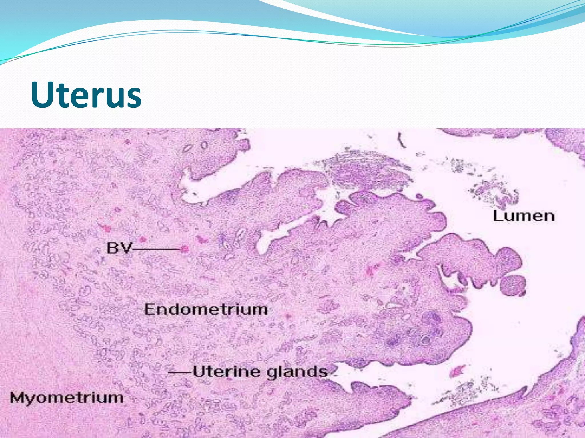 Histology of Avian female reproductive system | PPTX